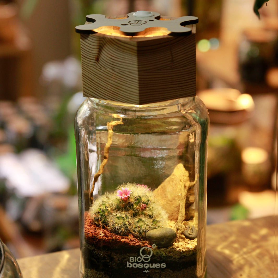 Bio Bosques – BioBosques