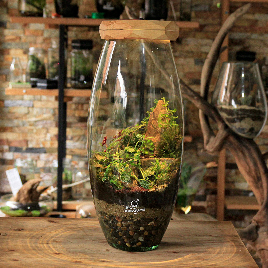 Bio Bosques – BioBosques